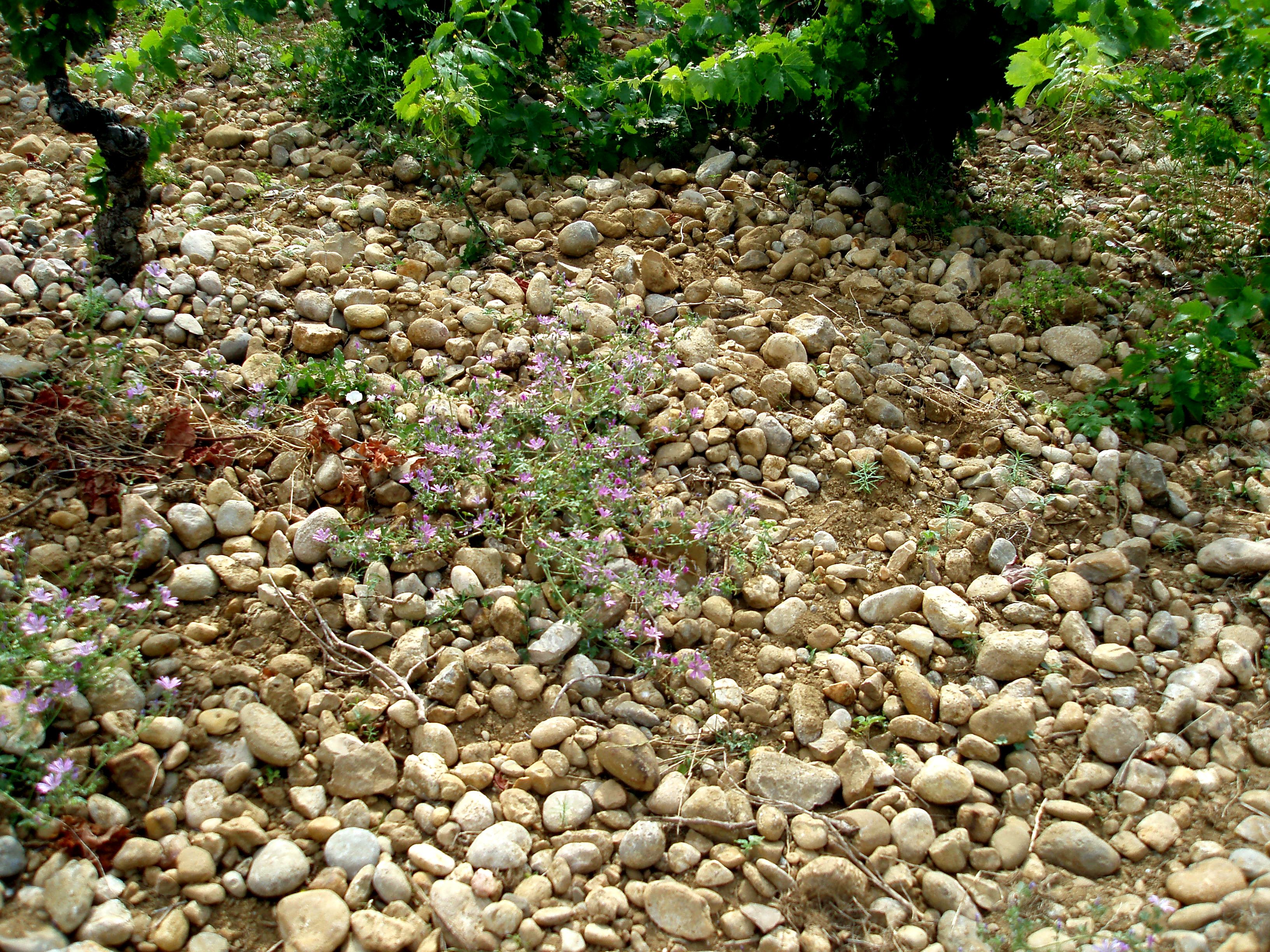 GuildSomm International