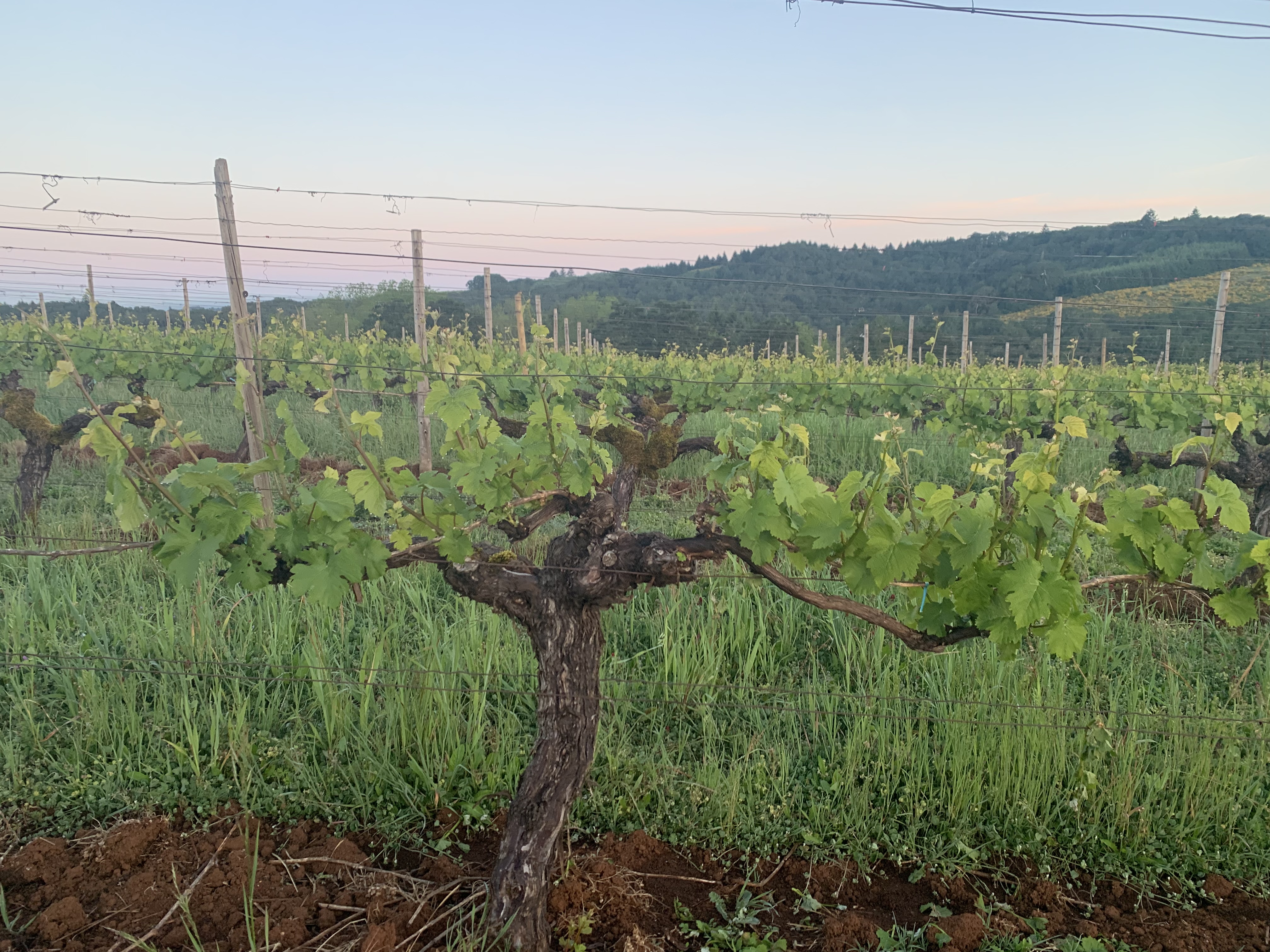 GuildSomm International