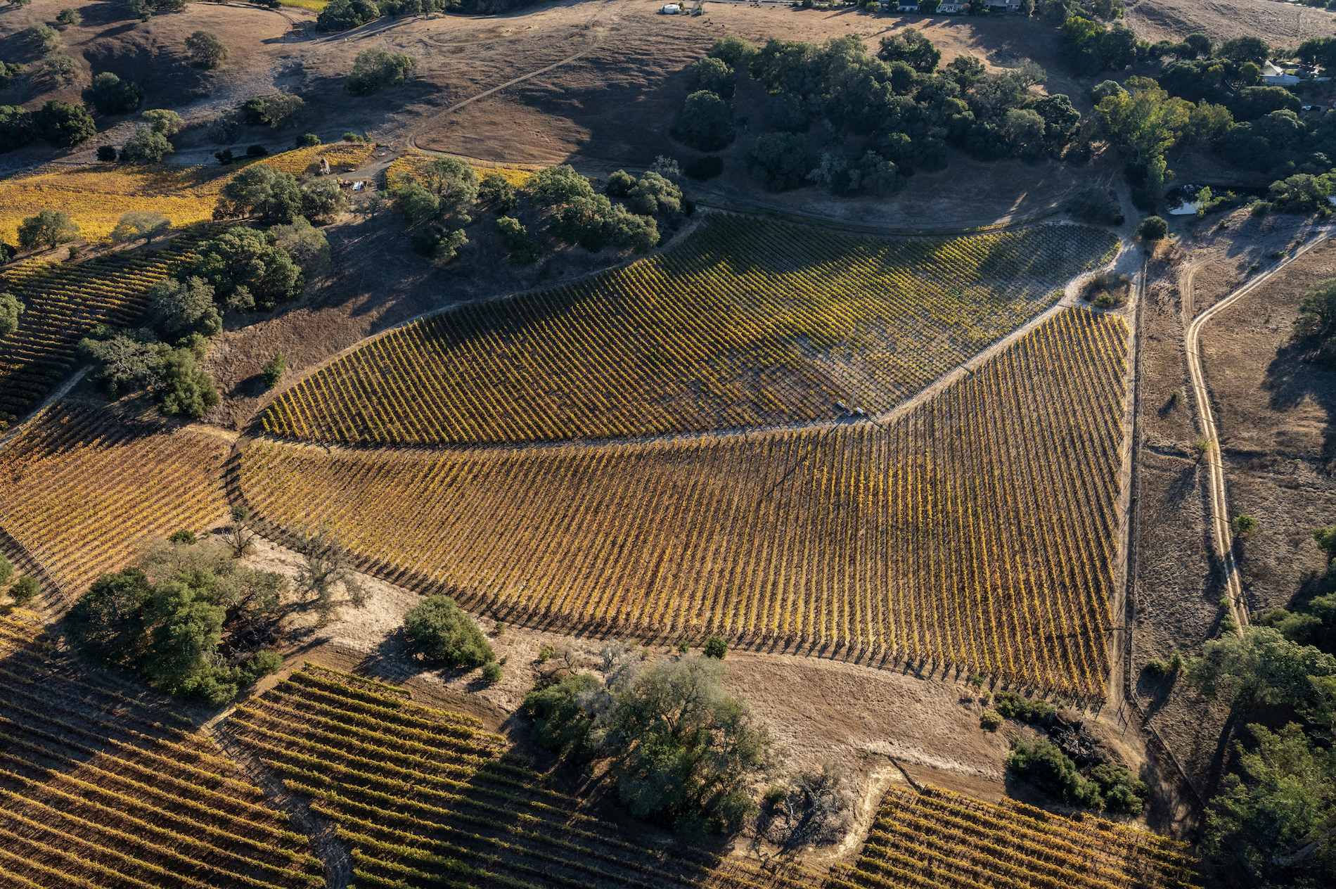 GuildSomm International