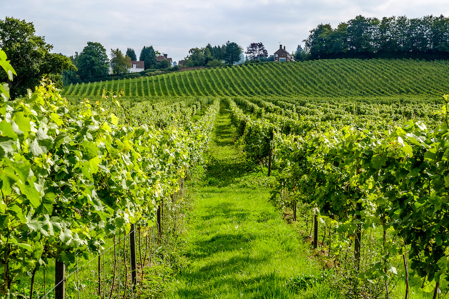 Viticulture in Great Britain: The Challenges Facing Growers - MW ...
