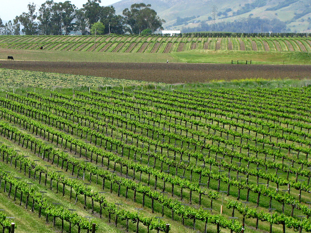 Vineyard Factors Influencing Rootstock Selection - MW Perspectives - MW ...