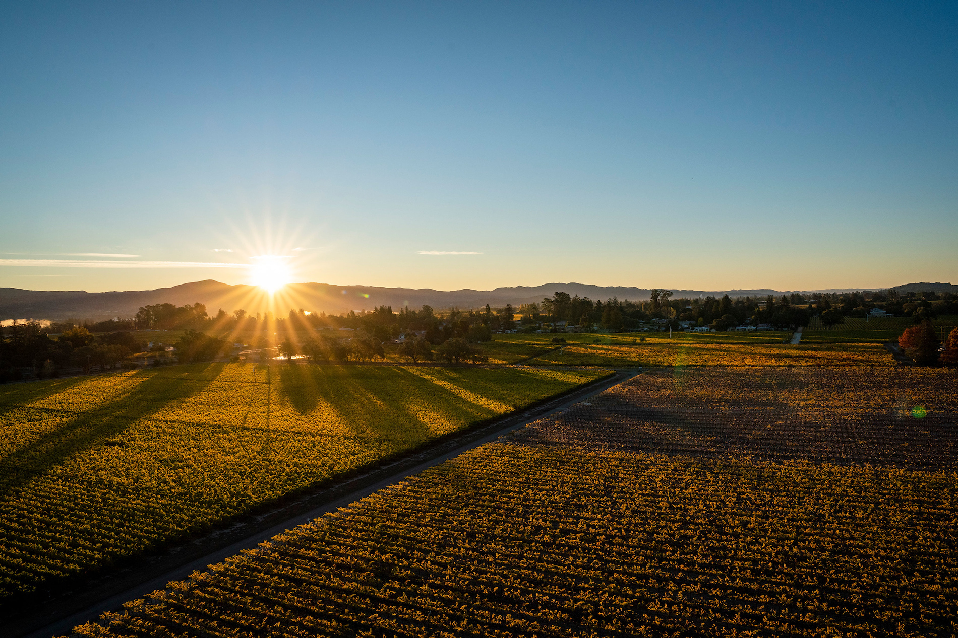 GuildSomm International
