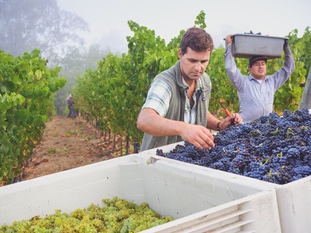 GuildSomm International