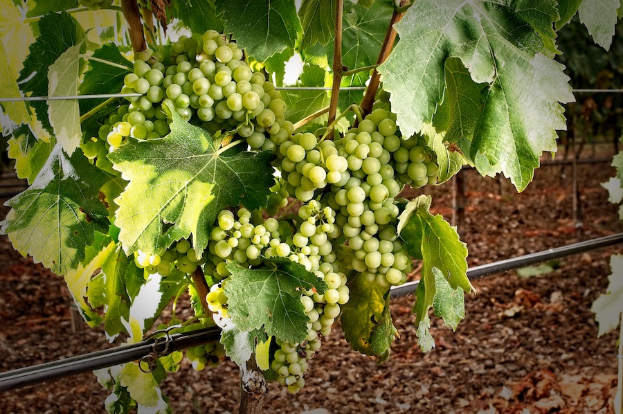 Great Southern Whites: Rediscovering the Unique White Grapes of ...