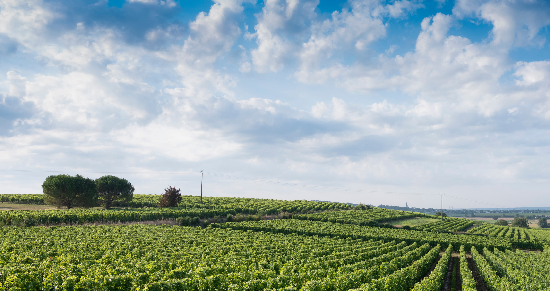 GuildSomm International