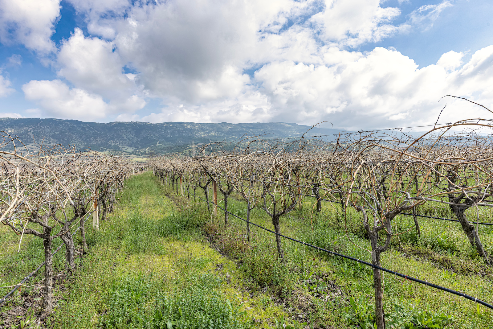 GuildSomm International