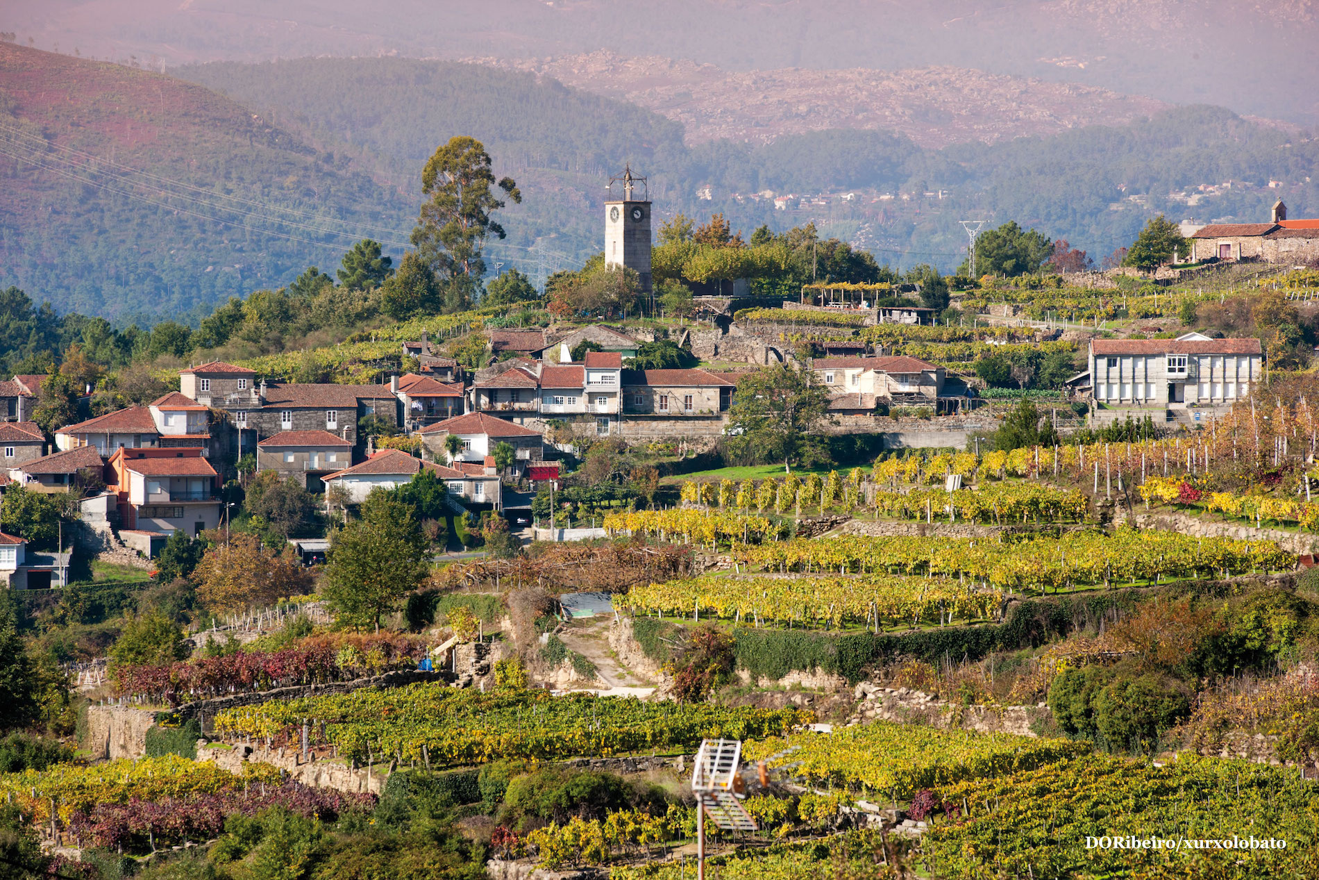 GuildSomm International