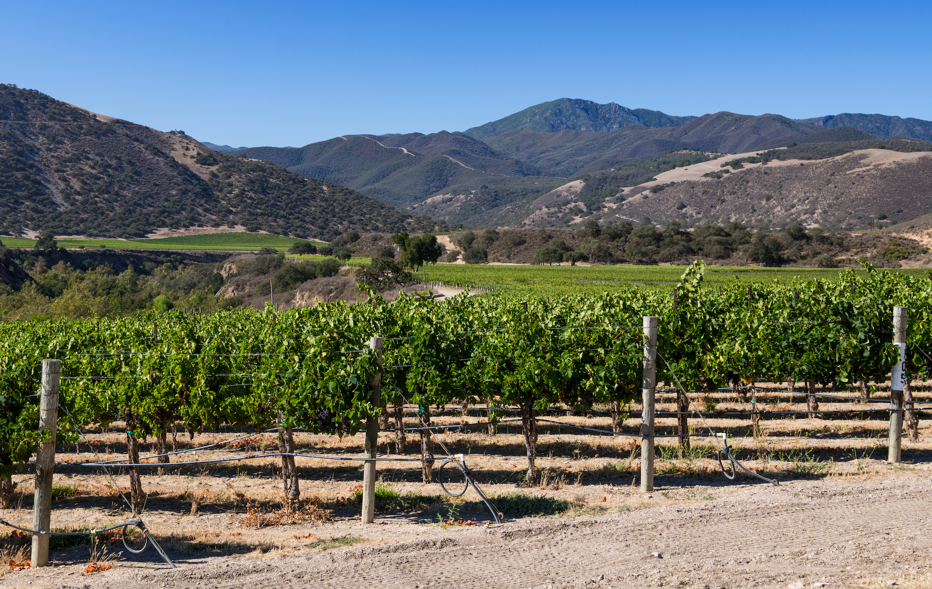 GuildSomm International