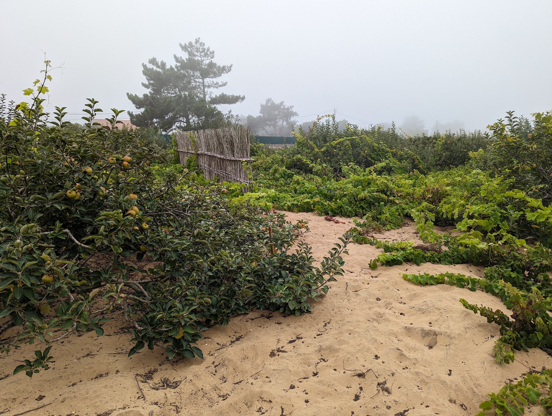 GuildSomm International