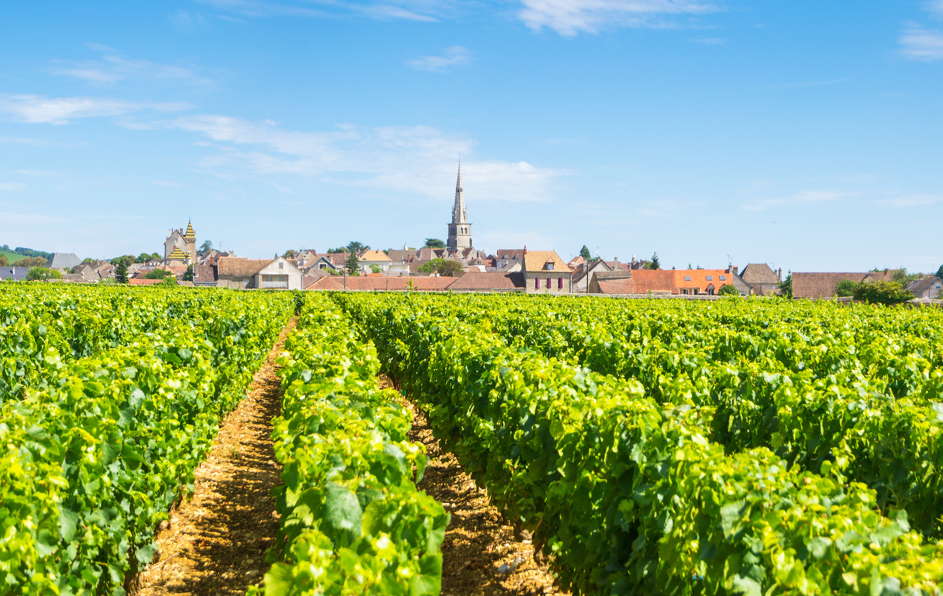 GuildSomm International