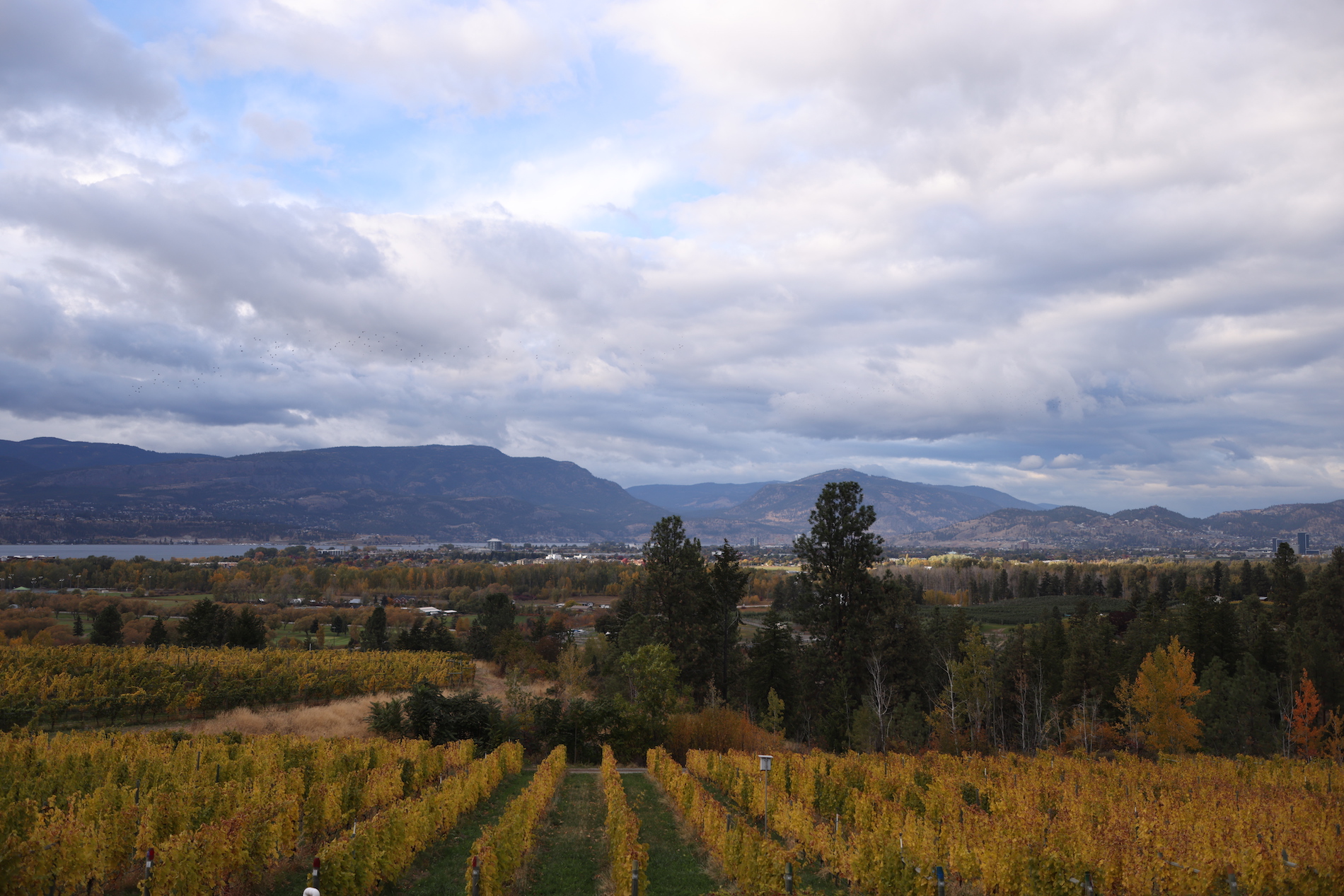 GuildSomm International