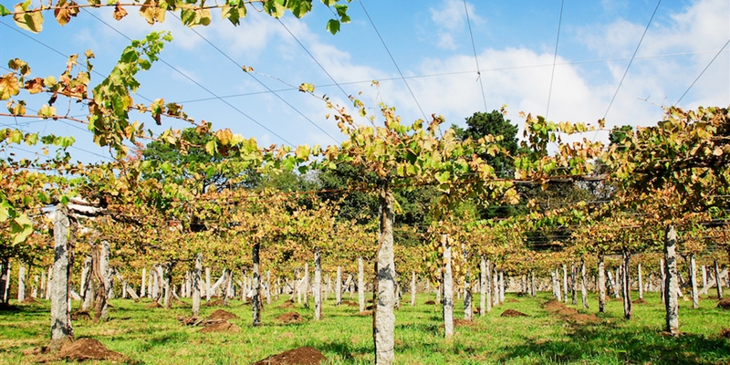 GuildSomm International