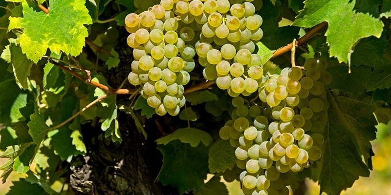 GuildSomm International