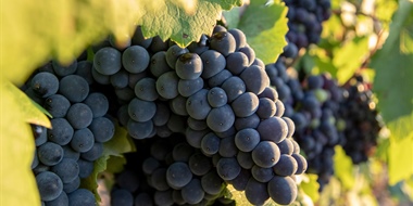 GuildSomm International